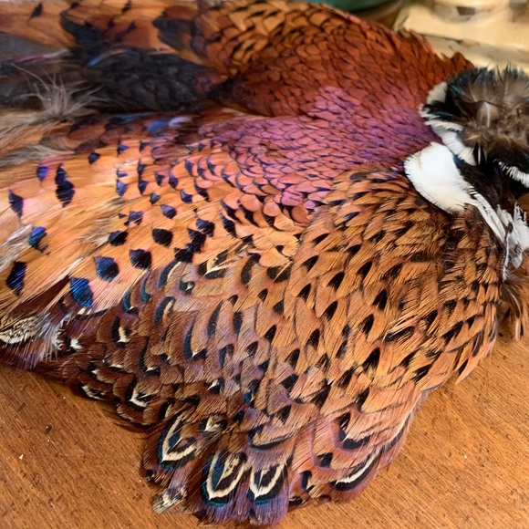 pheasant | Wall Decor | Ringneck Pheasant Feather Mount Display ...